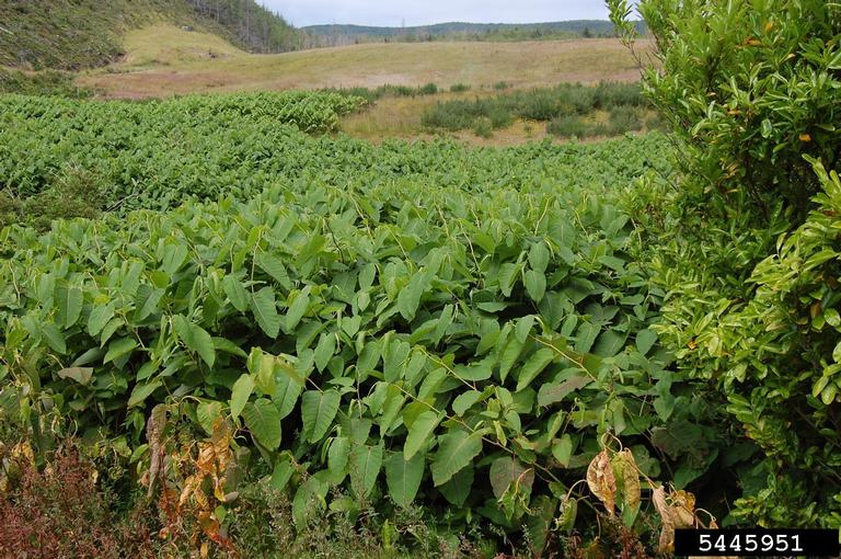 giant knotweed (Reynoutria sachalinensis)