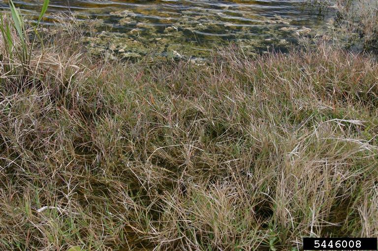 torpedograss (Panicum repens)