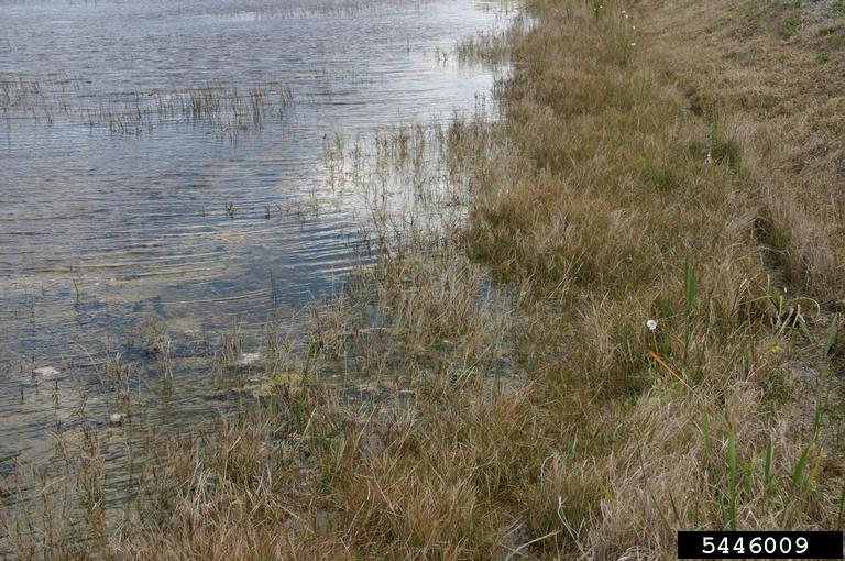 torpedograss (Panicum repens L.)