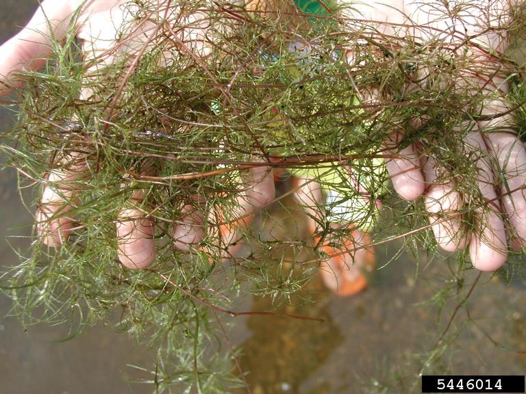 brittleleaf naiad (Najas minor All.)
