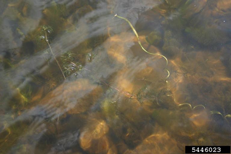 brittleleaf naiad (Najas minor All.)