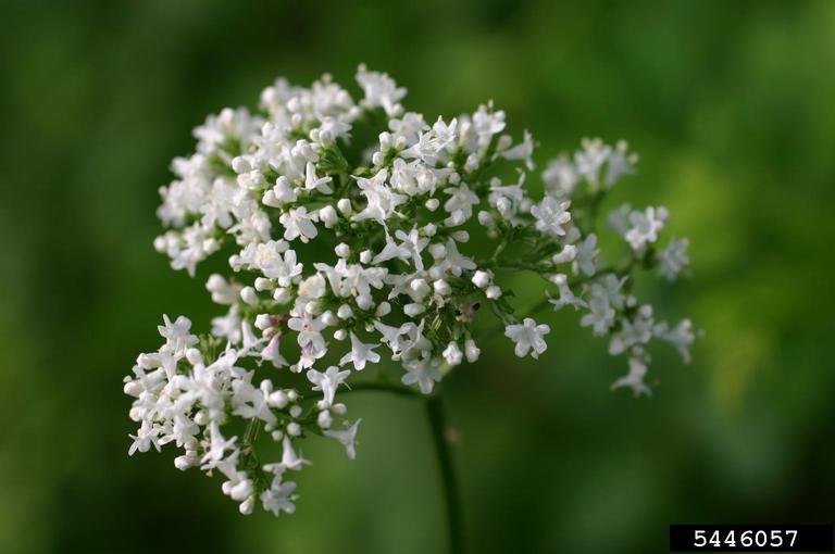 common valerian (Valeriana officinalis L.)