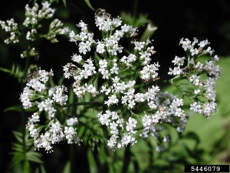 common valerian (Valeriana officinalis L.)