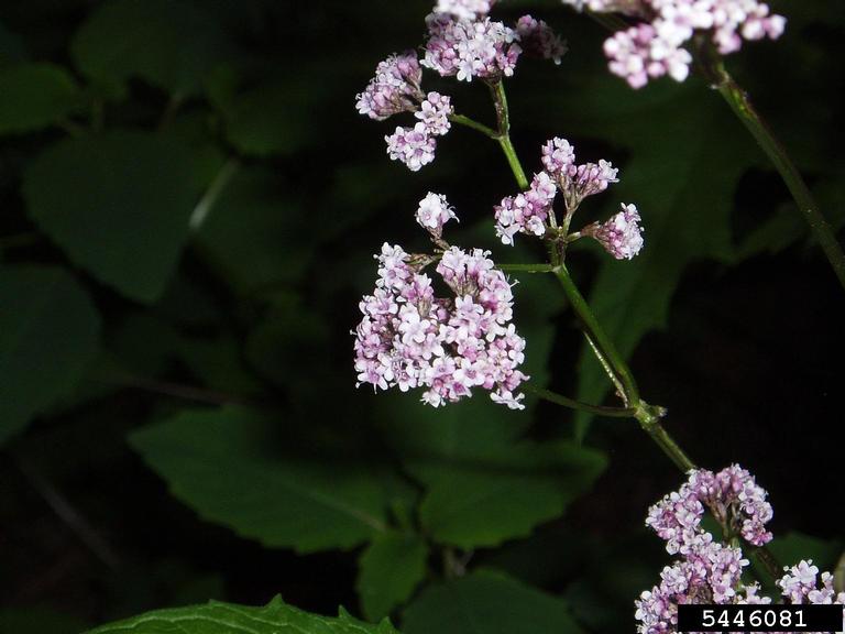 common valerian (Valeriana officinalis L.)