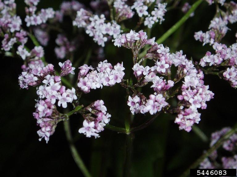 common valerian (Valeriana officinalis L.)