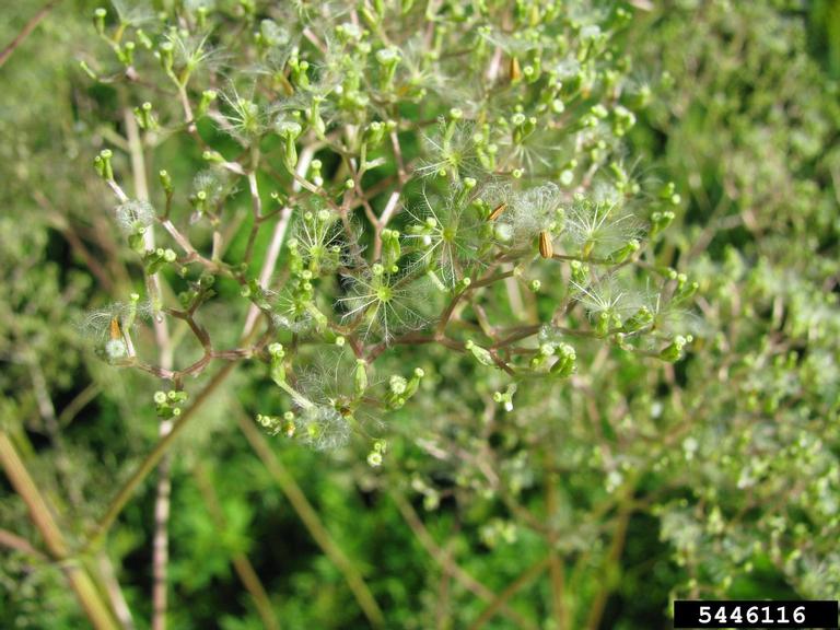 common valerian (Valeriana officinalis L.)