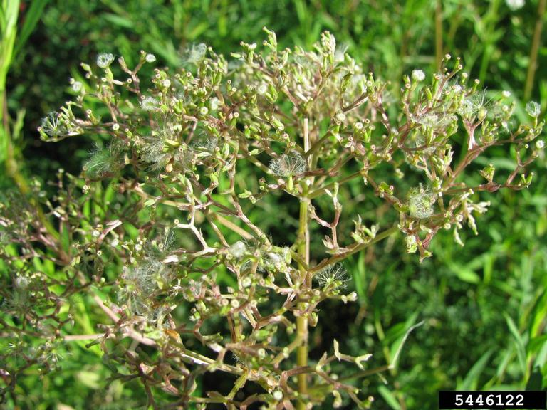 common valerian (Valeriana officinalis L.)
