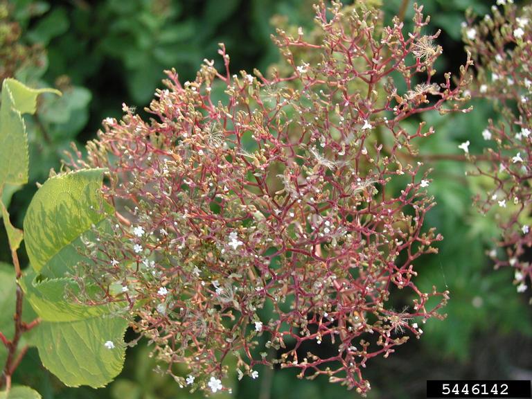 common valerian (Valeriana officinalis L.)