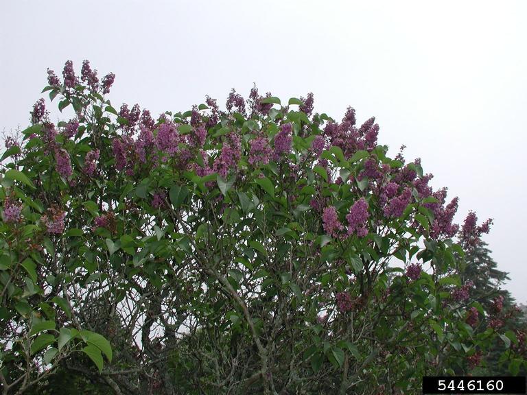 Japanese tree lilac (Syringa reticulata (Blume) Hara)