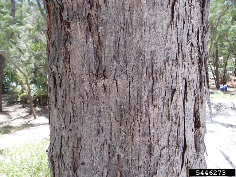 Australian-pine (Casuarina equisetifolia L.)
