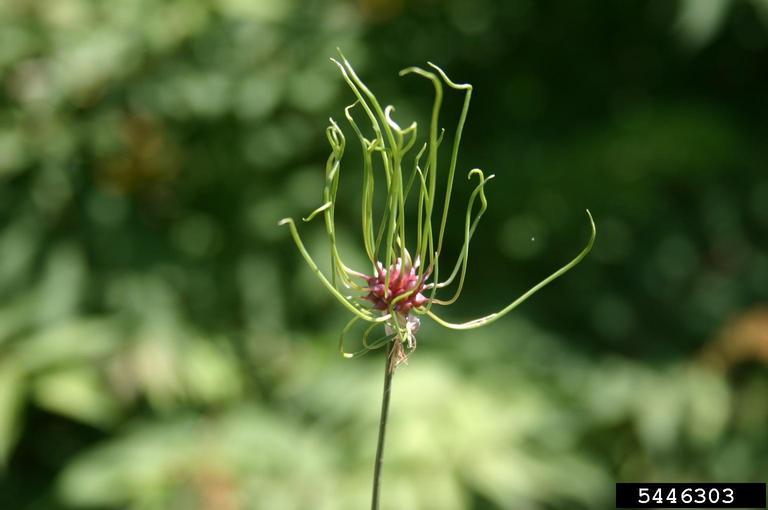 wild garlic (Allium vineale L.)
