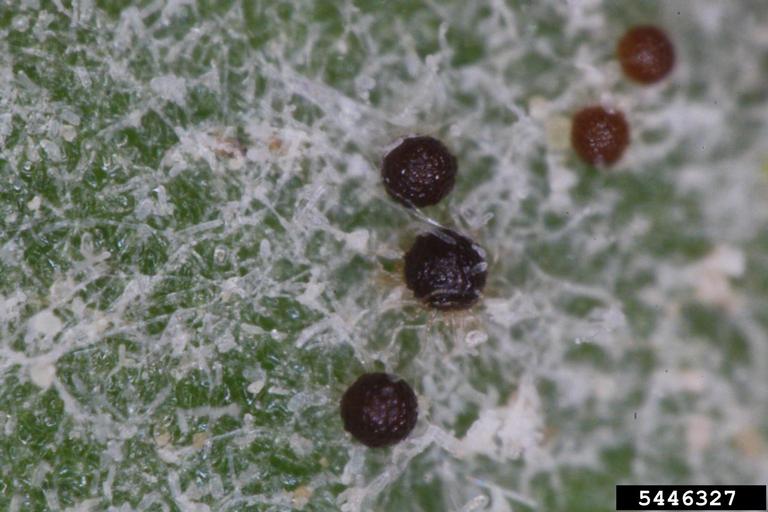 powdery mildew (Erysiphe betae)