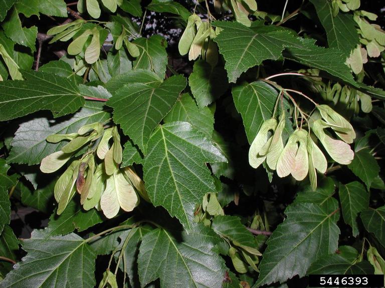 Amur maple (Acer ginnala Maxim.)