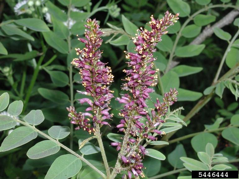 indigobush (Amorpha fruticosa L.)