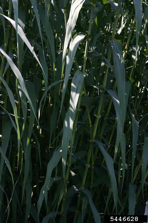 giant reed (Arundo donax L.)
