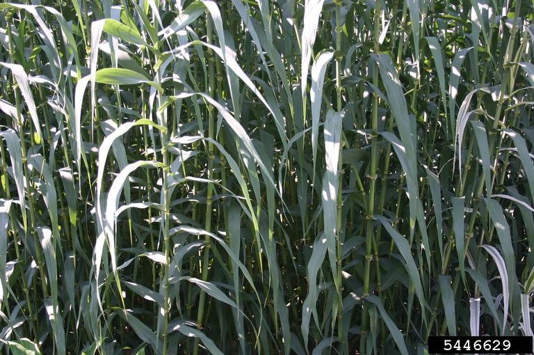 giant reed (Arundo donax L.)