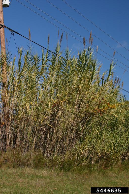 giant reed (Arundo donax L.)