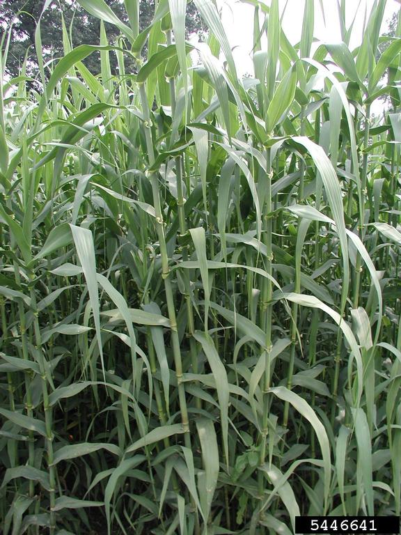 giant reed (Arundo donax L.)