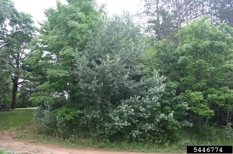 white poplar (Populus alba L.)