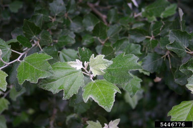 white poplar (Populus alba)