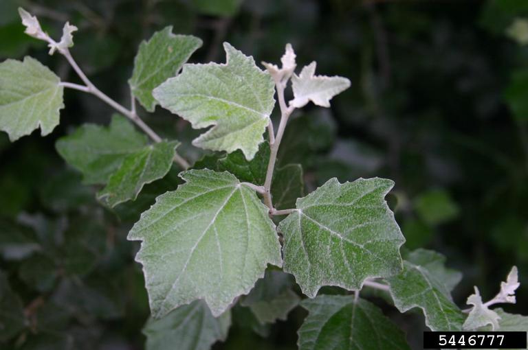 white poplar (Populus alba L.)
