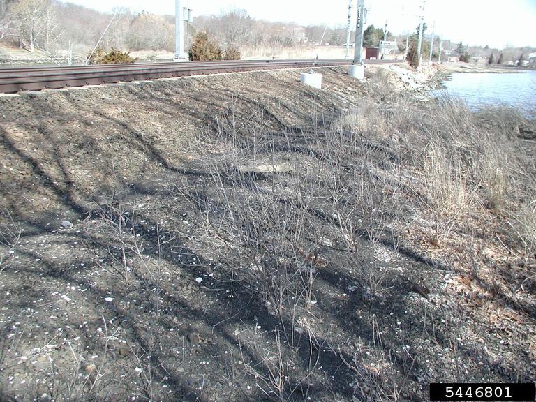 white poplar (Populus alba L.)