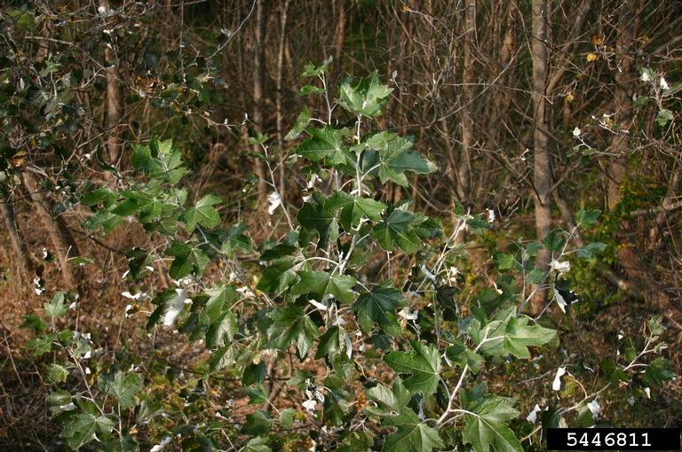 white poplar (Populus alba L.)