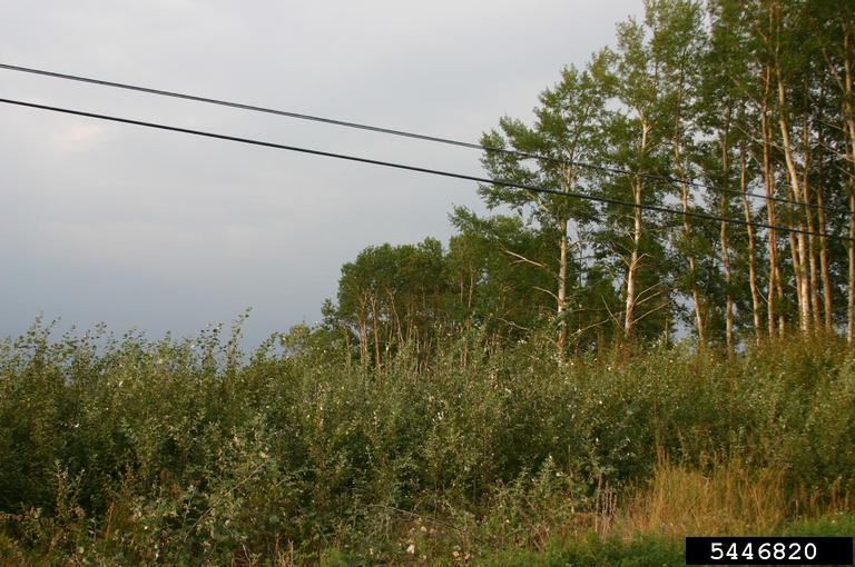 white poplar (Populus alba L.)