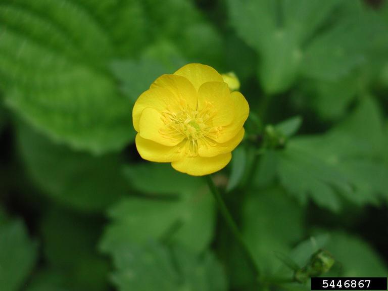 creeping buttercup (Ranunculus repens L.)