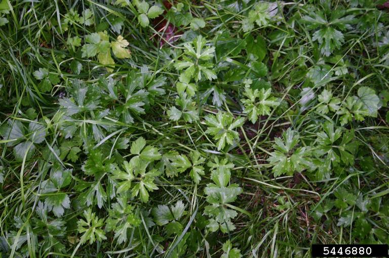creeping buttercup (Ranunculus repens L.)