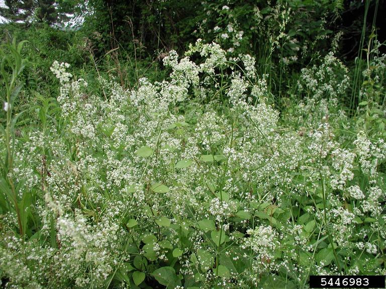 smooth bedstraw (Galium mollugo L.)