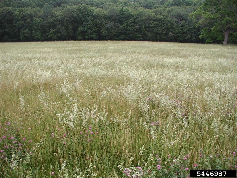 smooth bedstraw (Galium mollugo L.)