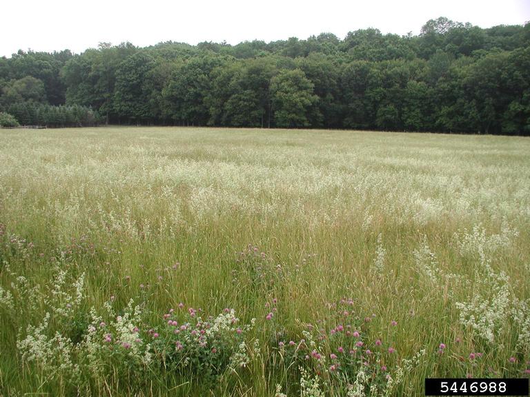 smooth bedstraw (Galium mollugo)