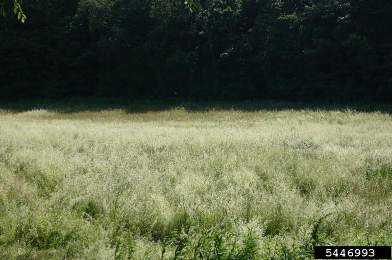 smooth bedstraw (Galium mollugo L.)