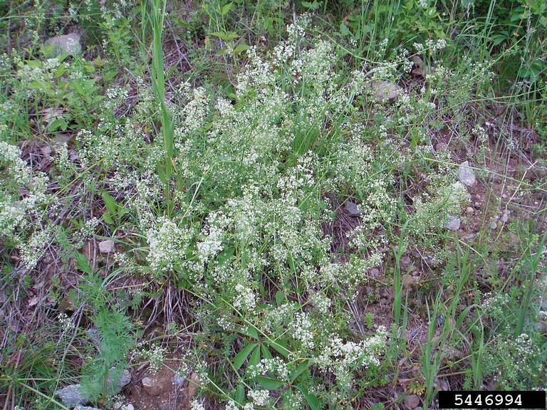 smooth bedstraw (Galium mollugo L.)