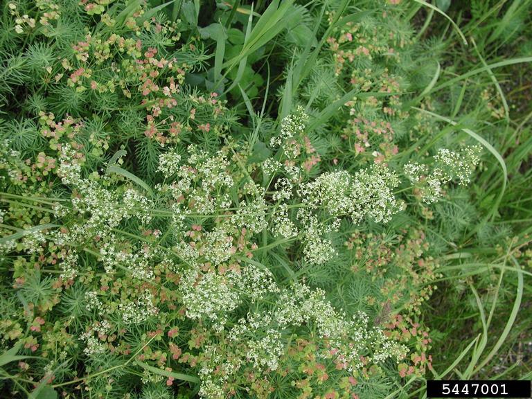 smooth bedstraw (Galium mollugo L.)