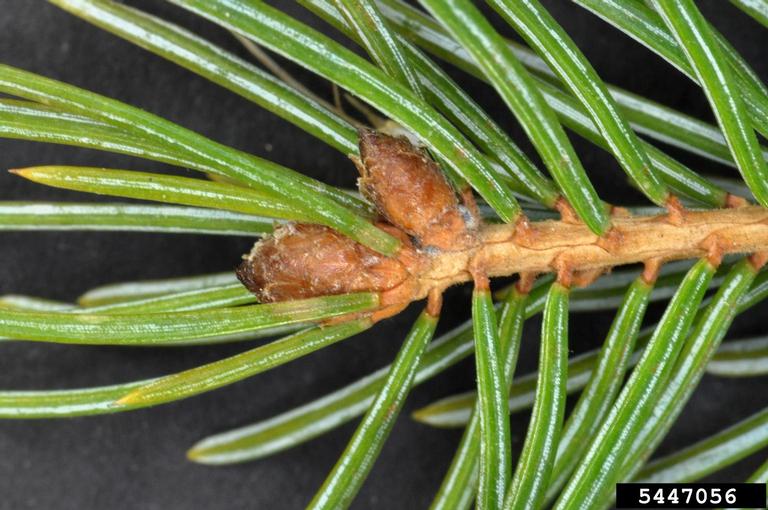 eastern spruce gall adelgid (Adelges abietis ) on blue spruce (Picea ...