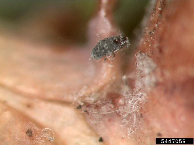 eastern spruce gall adelgid (Adelges abietis)