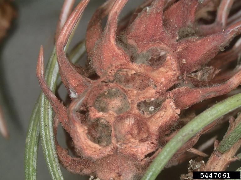 eastern spruce gall adelgid (Adelges abietis)