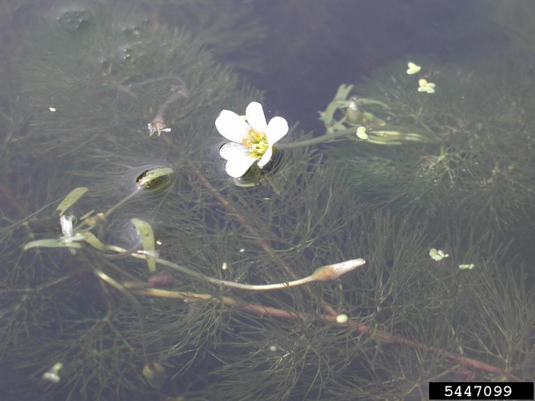 Carolina fanwort, fanwort (Cabomba caroliniana A. Gray)