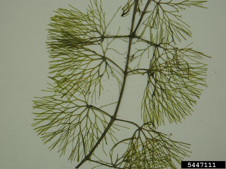 Carolina fanwort, fanwort (Cabomba caroliniana)