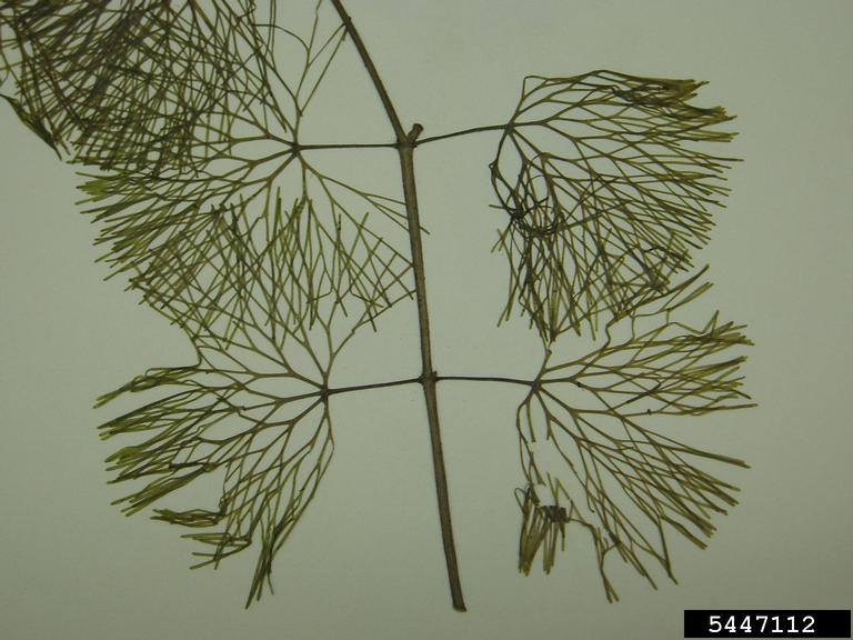 Carolina fanwort, fanwort (Cabomba caroliniana A. Gray)