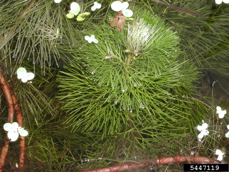 Carolina fanwort, fanwort (Cabomba caroliniana A. Gray)