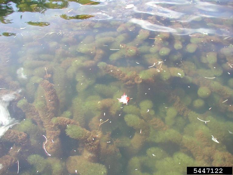 Carolina fanwort, fanwort (Cabomba caroliniana A. Gray)