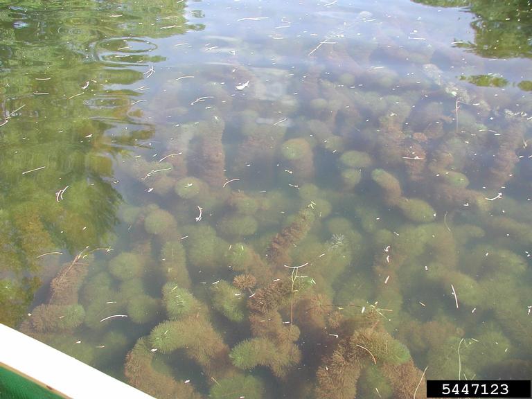 Carolina fanwort, fanwort (Cabomba caroliniana A. Gray)