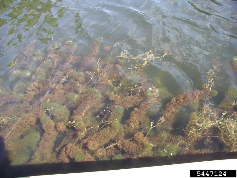 Carolina fanwort, fanwort (Cabomba caroliniana A. Gray)