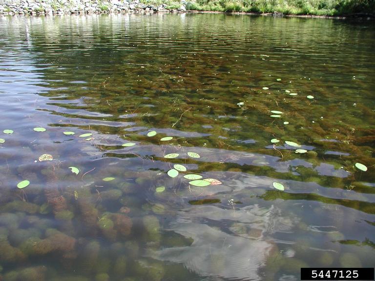 Carolina fanwort, fanwort (Cabomba caroliniana A. Gray)