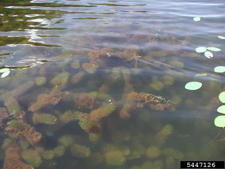 Carolina fanwort, fanwort (Cabomba caroliniana A. Gray)