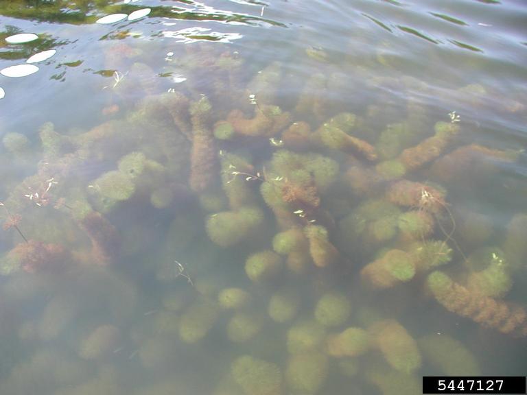 Carolina fanwort, fanwort (Cabomba caroliniana A. Gray)