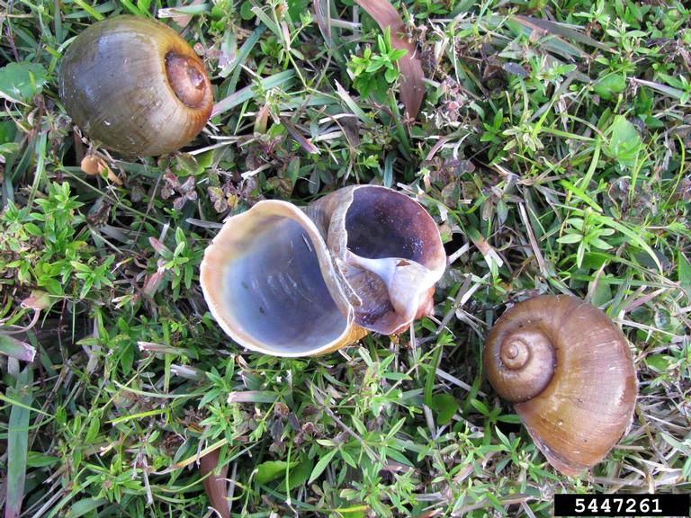 island applesnail (Pomacea maculata G. Perry, 1810)